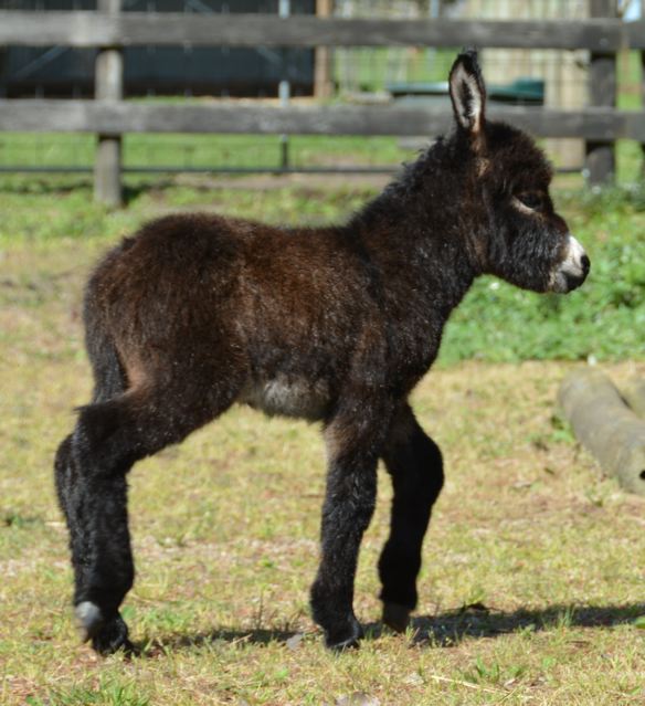 Mediterranean Miniature Donkey Foals