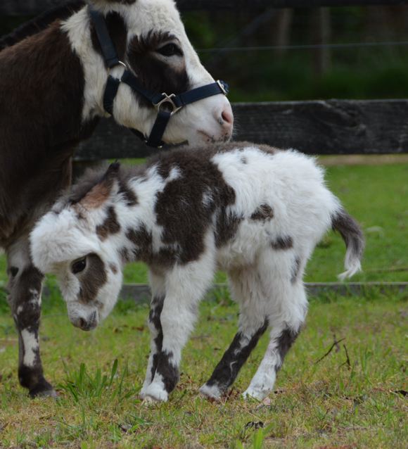Mediterranean Miniature Donkey Foals