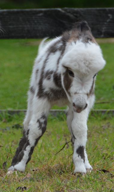 Mediterranean Miniature Donkey Foals